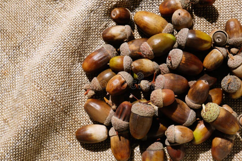 Pile of Acorns on Sack, Top View. Space for Text Stock Image - Image of ...