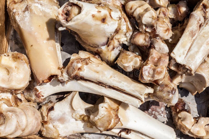 Pile of Animal Bones Closeup. Stock Image - Image of white, waste ...