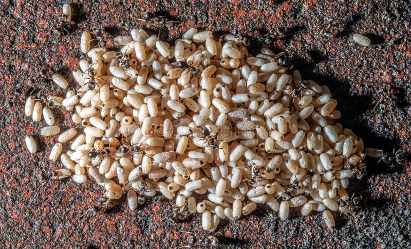 A Pile of Ant Eggs in an Ant Colony. Stock Image - Image of eggs ...