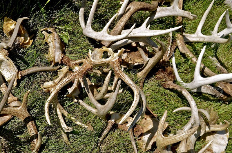 Elk antlers stock image. Image of spikes, entrance, elks - 18638163