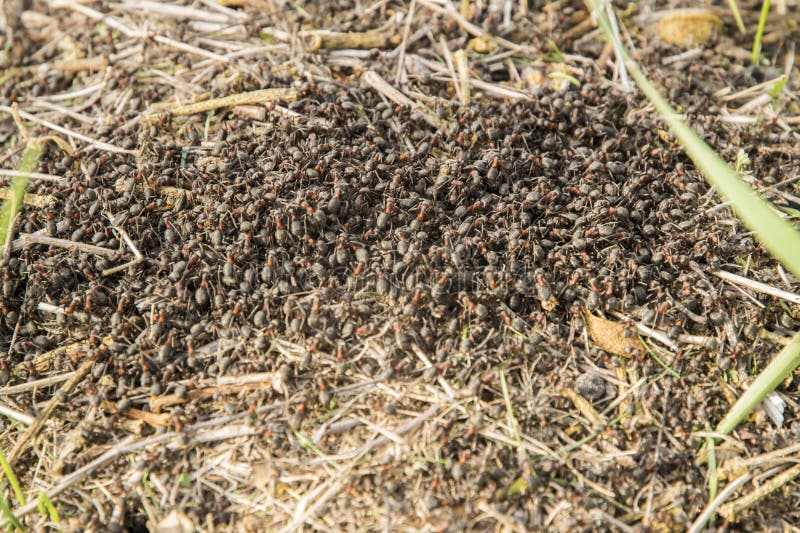 323 Pile Ants Stock Photos - Free & Royalty-Free Stock Photos from ...