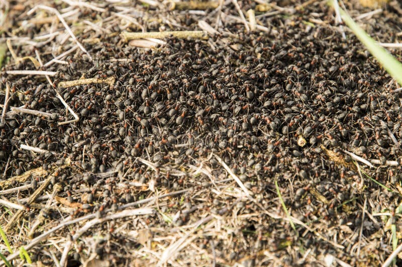 323 Pile Ants Stock Photos - Free & Royalty-Free Stock Photos from ...