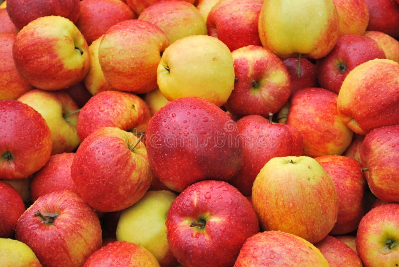Pile of apples stock image. Image of gala, drop, fresh - 21503547