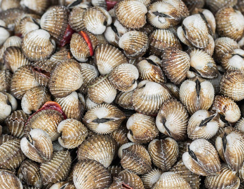 A pile of ark shell stock image. Image of seafood, shell - 37780277