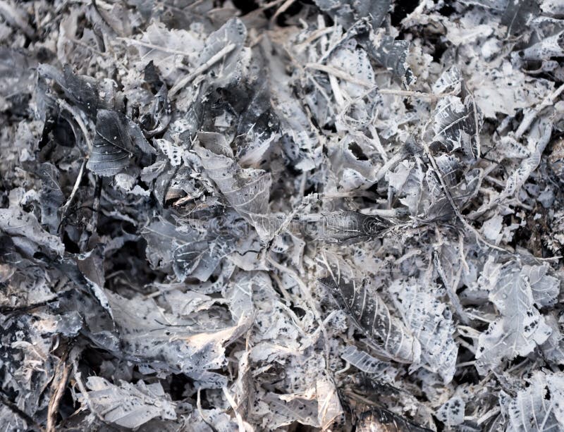 Pile of Ashes after the Fire. Ash Texture Stock Image - Image of nature ...