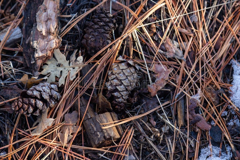 Pile of Assorted Pine Cones and Leaves on a Natural Background Stock Photo - Image of pattern ...