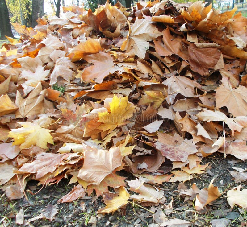 Pile Of Maple Leaves In Fall Colors Stock Photo - Image of fall, nature ...