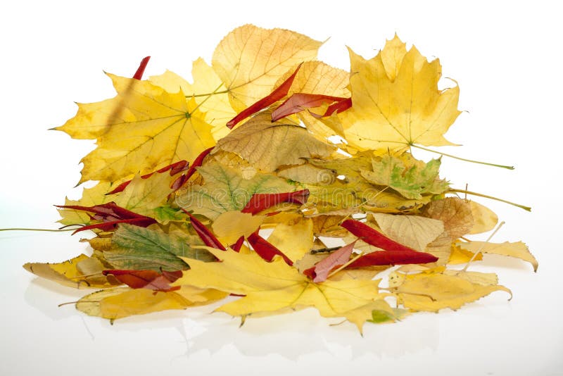A pile of autumn leaves stock image. Image of group, isolated - 34657159