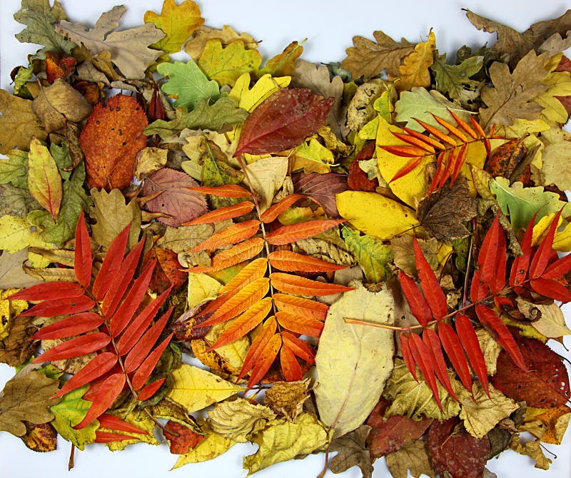 Pile Of Autumn Leaves, Pine Cones And Nuts Over White Stock Photo ...
