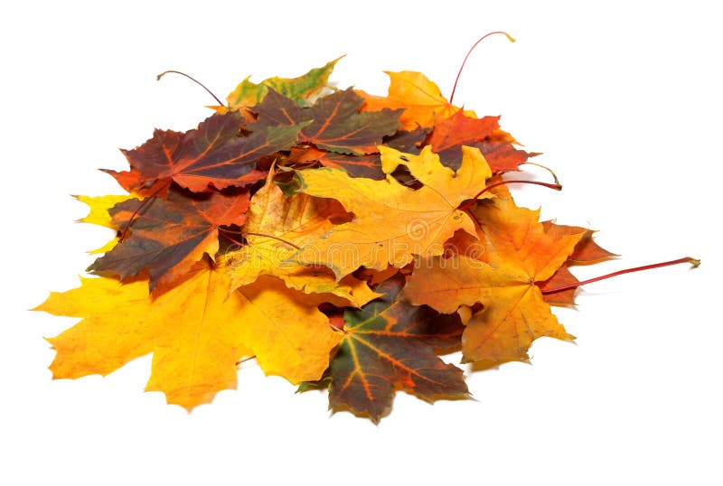 Pile of Autumn Multi Colored Maple Leaves Stock Photo - Image of ...