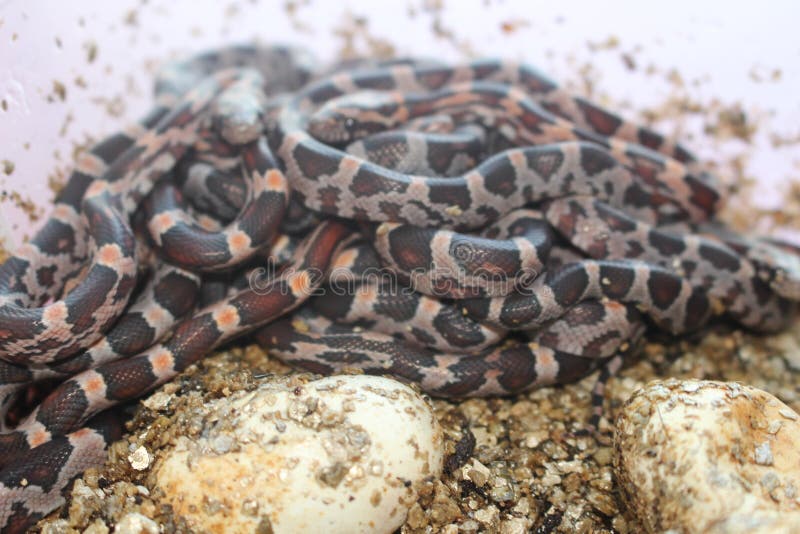 Pile of Baby Corn Snakes Recently Hatched Stock Image - Image of ...