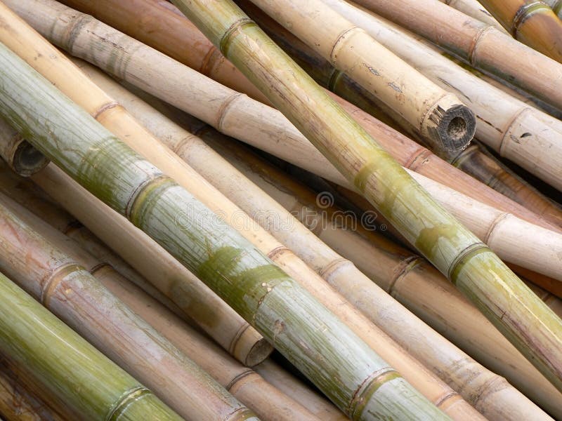 Cut Bambo stock image. Image of stalk, asian, detail, pole - 37655