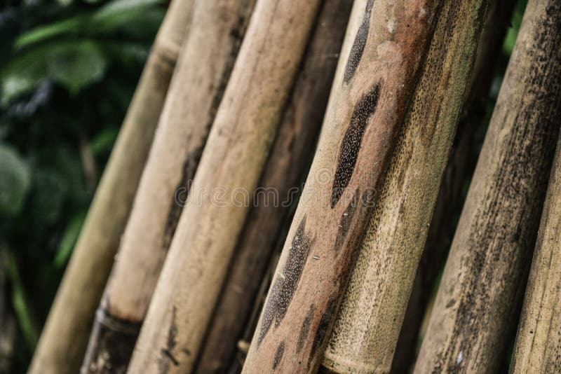 Pile of Bamboo sticks stock photo. Image of natural - 139765492