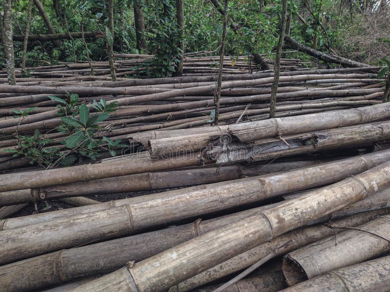 Pile of Bamboo Trees that Have Been Cut Down Stock Image - Image of ...