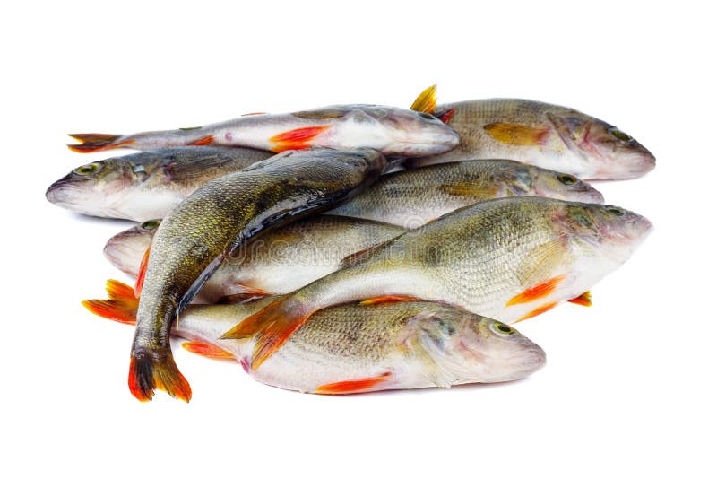 Pile of Bass Fish Isolated on White Stock Image - Image of meat ...
