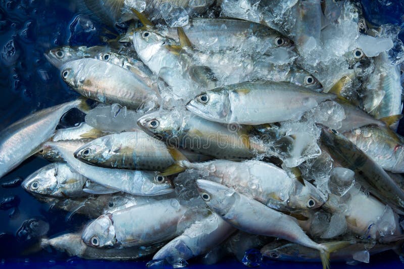 Small Tuna Tin Can on White Background Stock Photo - Image of nutrition ...