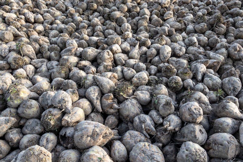 Pile of beets stock image. Image of harvesting, autumn - 158678135