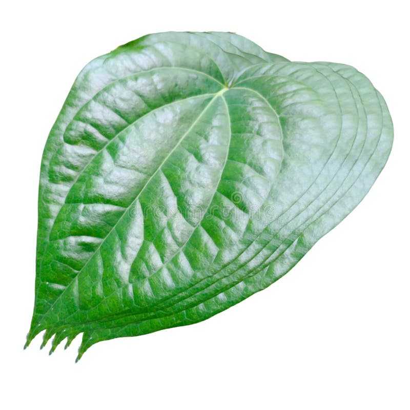 Betel Leaves stock image. Image of leaf, tree, plants - 321554321