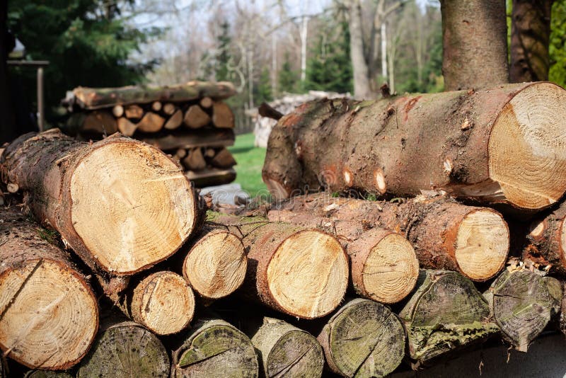 Pile of Big Cut Logs in the Forest Stock Image - Image of lumber, fall ...