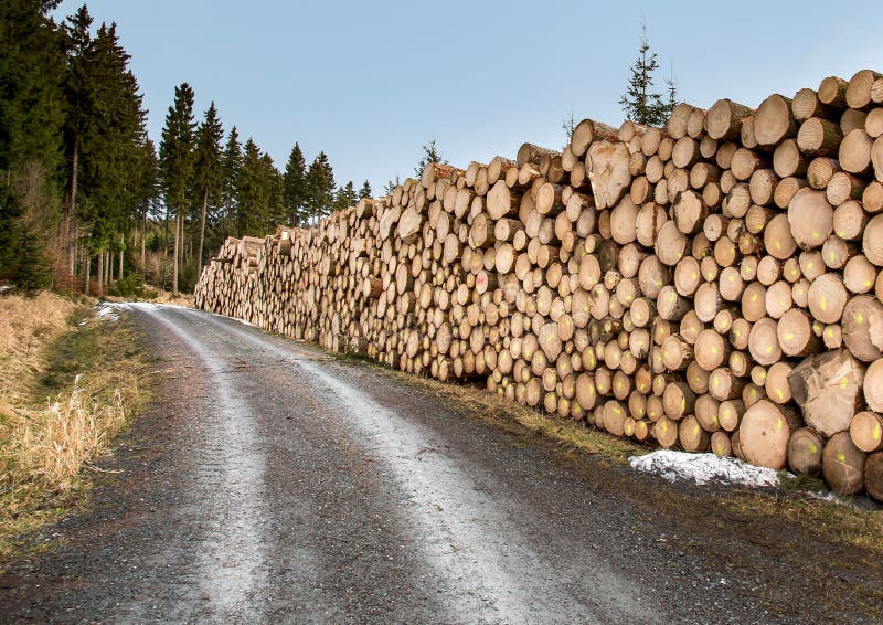 Pile of Big Cut Logs in the Forest Stock Image - Image of fall, autumn ...