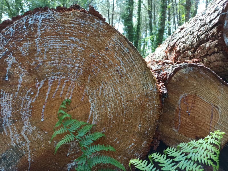 Pile of Big Logs, Wood Patterns Stock Image - Image of jungle ...