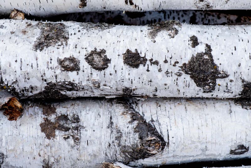 Pile of a birch firewood stock image. Image of bark - 146427769