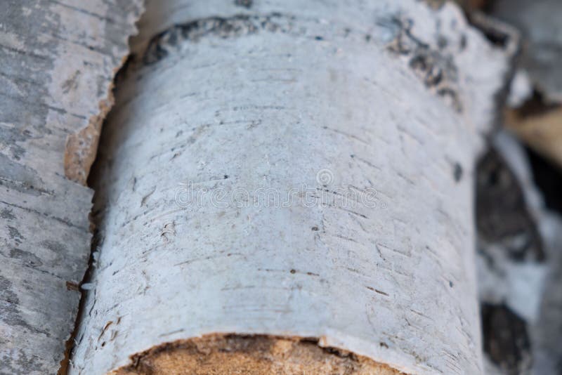 Pile of a birch firewood stock image. Image of fresh - 146427851