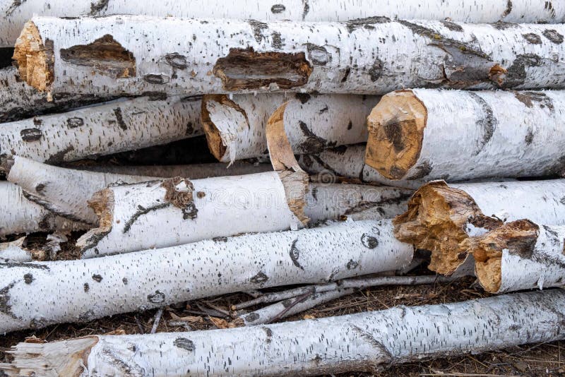 Pile of a birch firewood stock image. Image of energy - 146428101