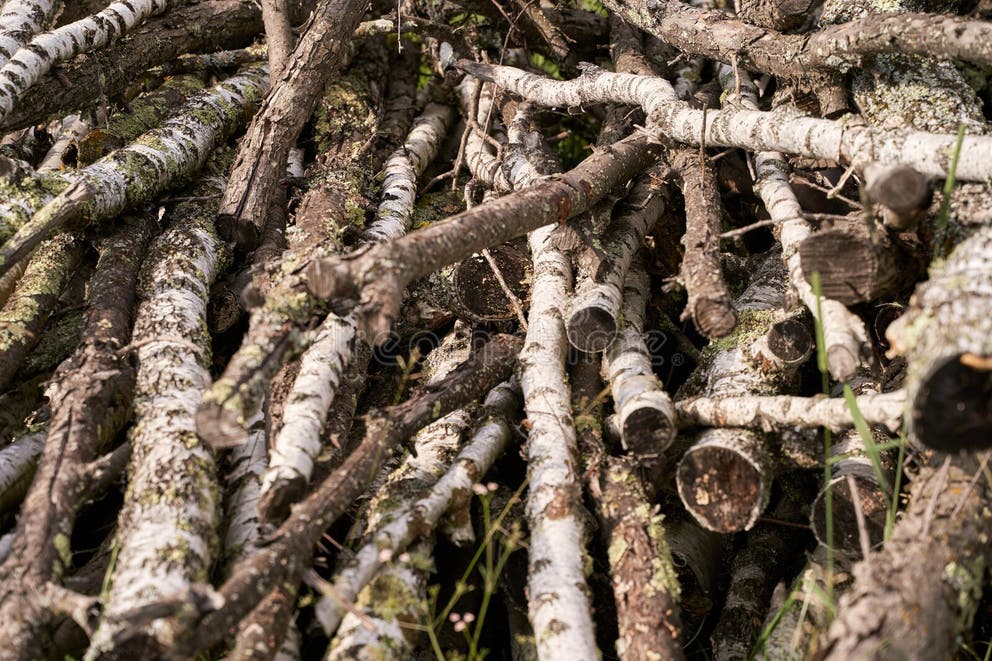 Pile of Birch Logs and Branches with Mossy Growth in Forest Setting ...