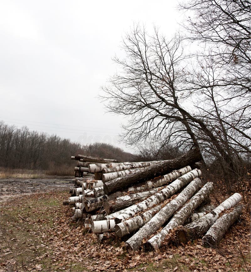 Pile of birch logs stock photo. Image of bark, firewood - 62766342