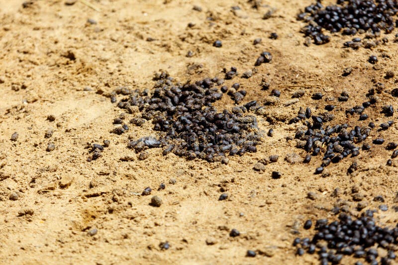 Pile of Black Bugs on the Ground Stock Image - Image of design, soil ...