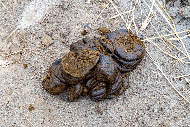A Pile of Black Cow Dung Poo in a Field. Cow Manure on a Ground Stock ...