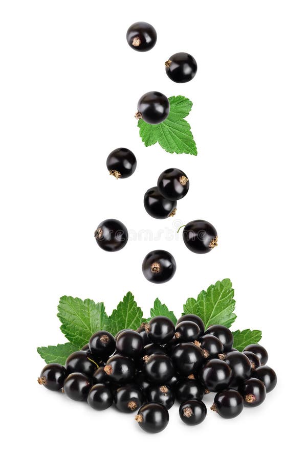 Black Currant with Leaf Isolated on White Background. Top View. Flat ...