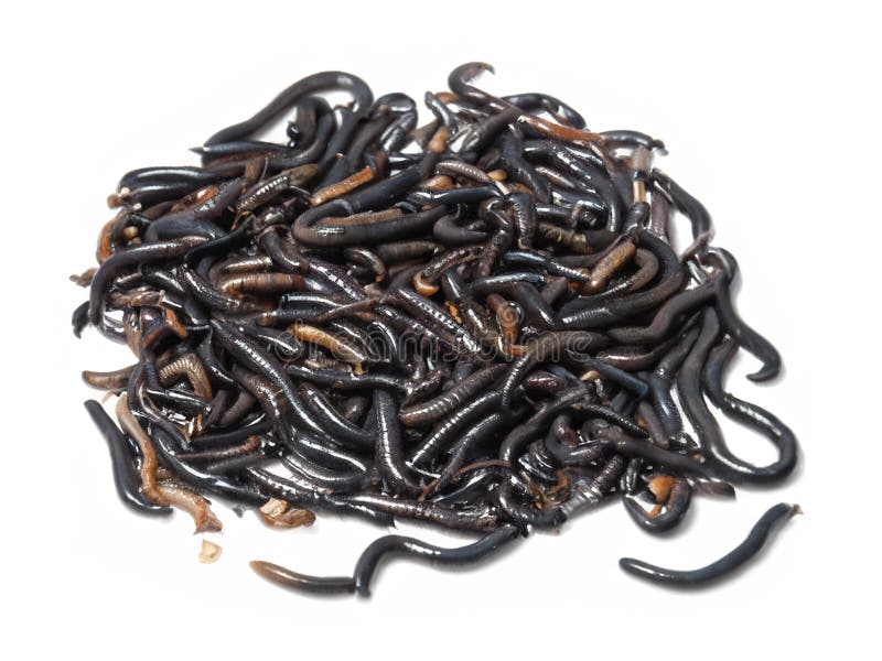 Pile of black worms stock photo. Image of white, seed - 335670918