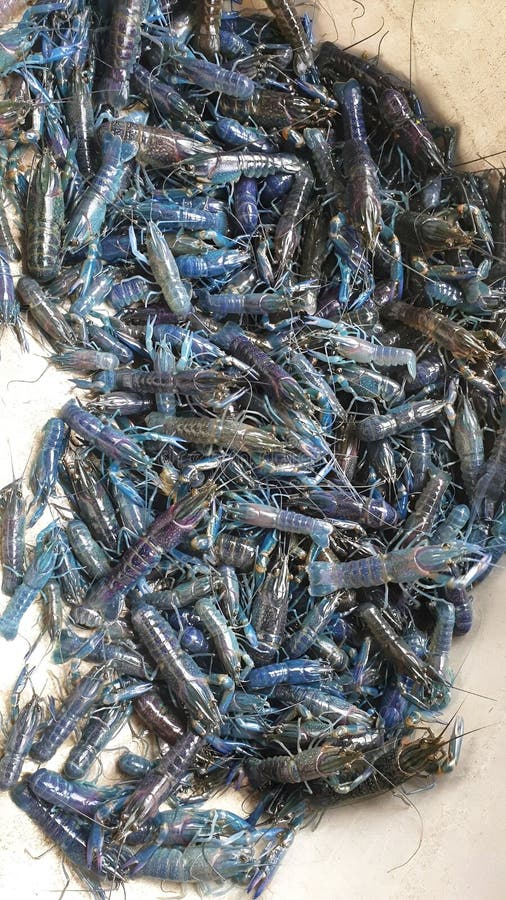 A Pile of Blue Shrimp Sitting on Top of a Table. Stock Image - Image of ...