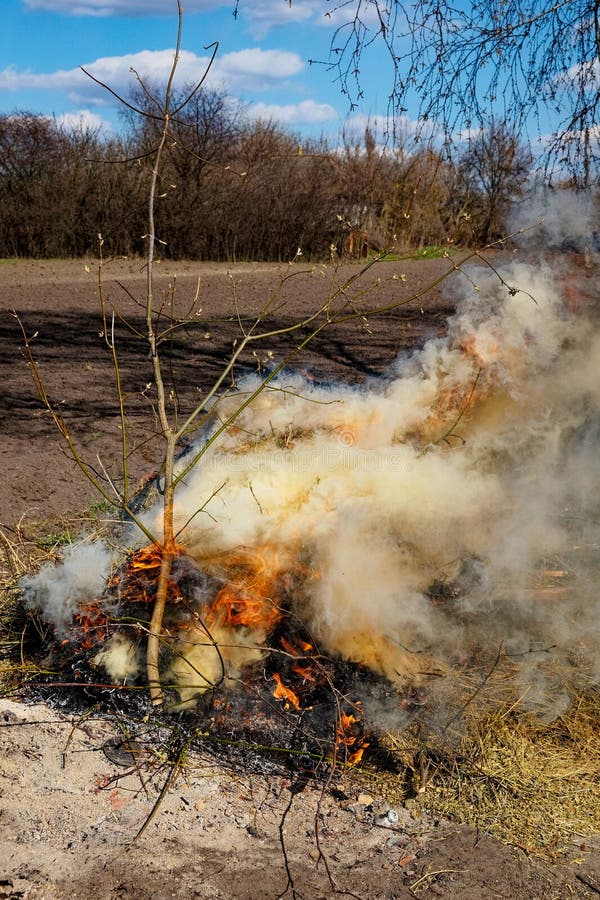 A Pile of Branches and Debris is Burning Outdoors. Illegal Burning of ...