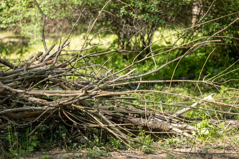 A Pile of Debris from Branches Stock Photo - Image of natural ...