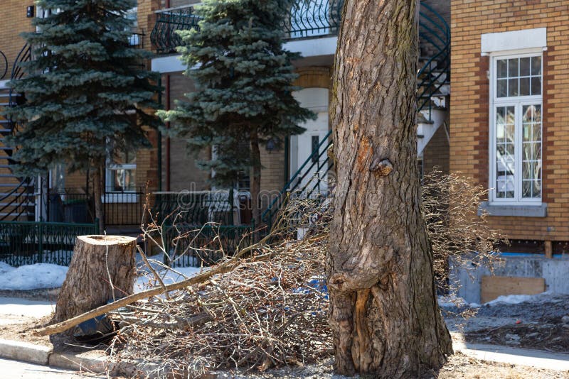 Pile of Branches and Stump of Tree Cut after Devastating Early Spring ...