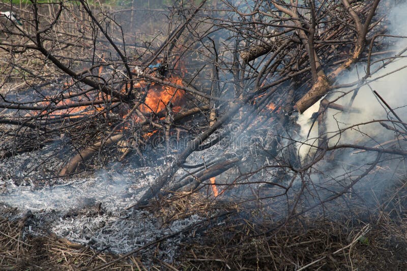 A Pile of Branches from Trees is Burning in the Garden in Spring Stock ...