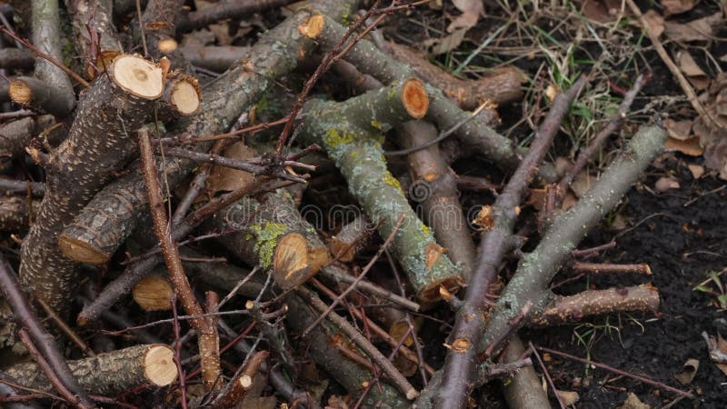 Pile of Branches and Twigs Lying on the Ground Stock Video - Video of ...