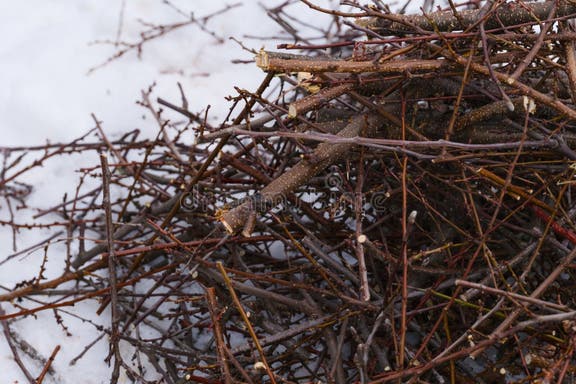 Pile of Branches and Twigs on Snow Stock Photo - Image of closeup, twig ...