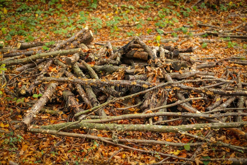 Pile of branches stock photo. Image of stack, fall, pile - 103680676