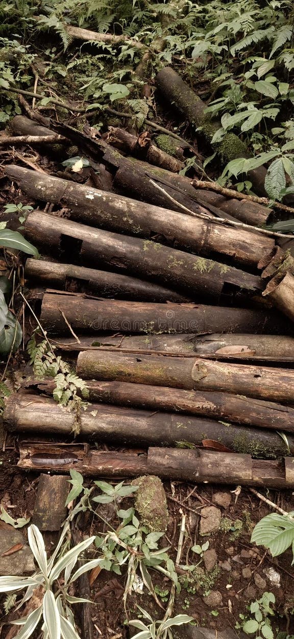 A Pile of Brittle Logs at the Edge of a Bush Stock Image - Image of ...