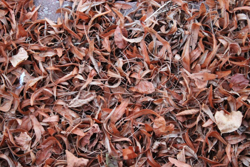 Pile of Brown Dead Leaves on the Floor Stock Photo - Image of ...