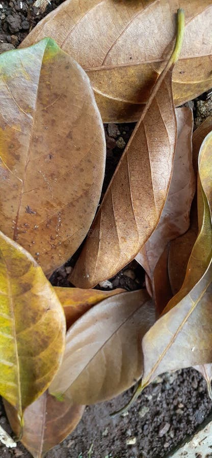 A Pile of Brown Dried Jackfruit Leaves Stock Image - Image of wildlife ...