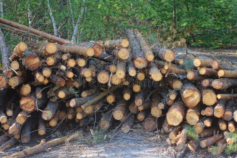 A Pile of Brown Pine Tree Logs on the Ground Stock Photo - Image of ...