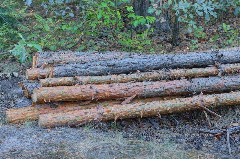 A Pile of Brown Pine Tree Logs on the Ground Stock Photo - Image of ...