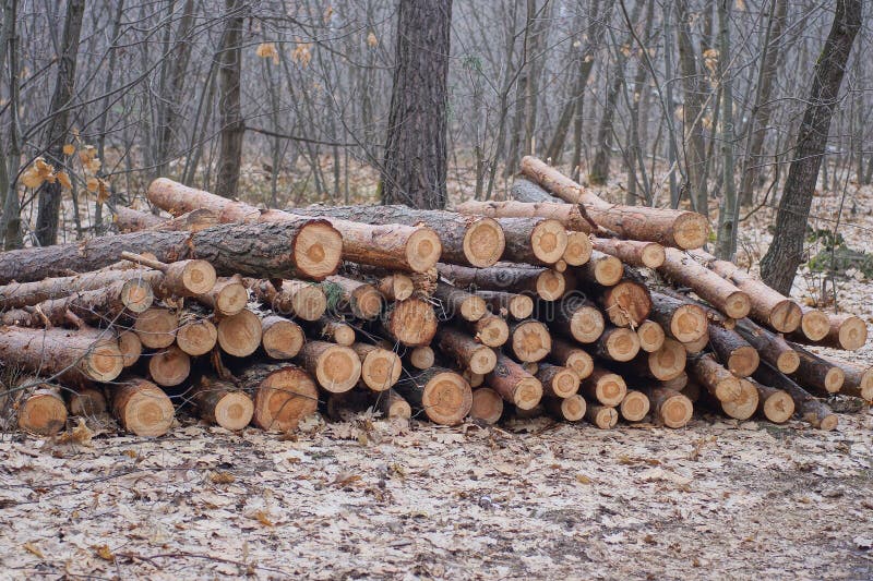 A Pile of Brown Pine Tree Logs on the Ground Stock Photo - Image of ...