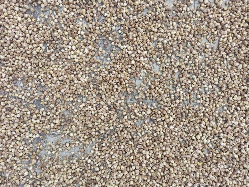 Pile of Brown Seeds on a Gray Surface Stock Image - Image of stone ...