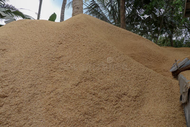 Pile of Brown Waste in Rice Processing, Grain Separated from Chaff ...